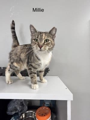 Kitty Mamas Sanctuary Rescue