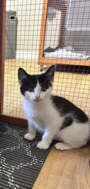 Kitty Mamas Sanctuary Rescue